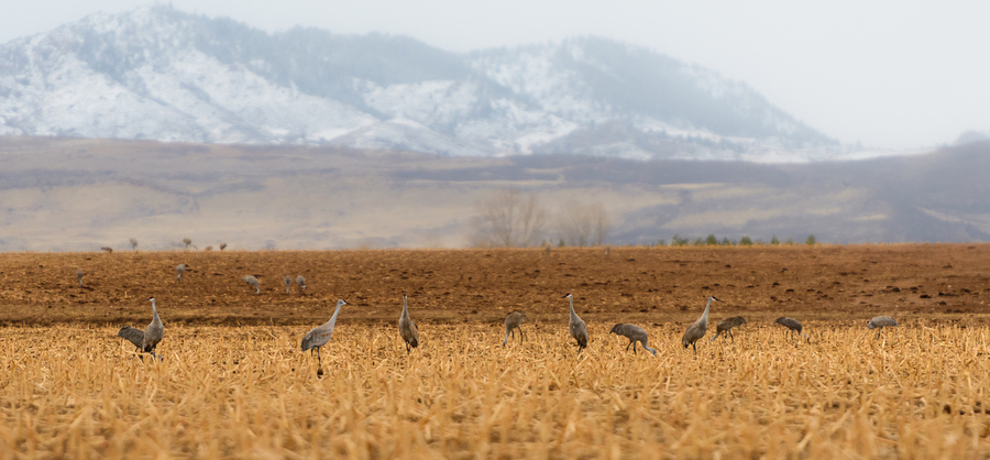 A Meeting of the Cranes by Philip Sanders Wall Art
