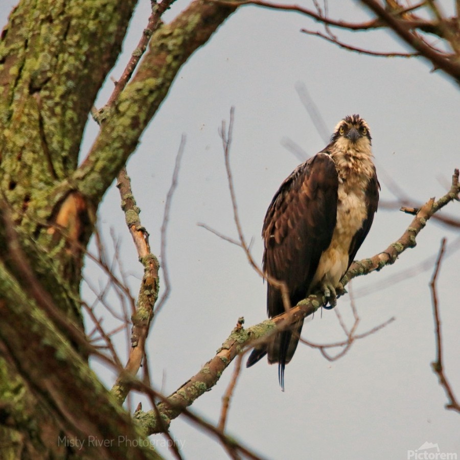 Osprey fishing by Jeff Vandewyngaerde Wall Art