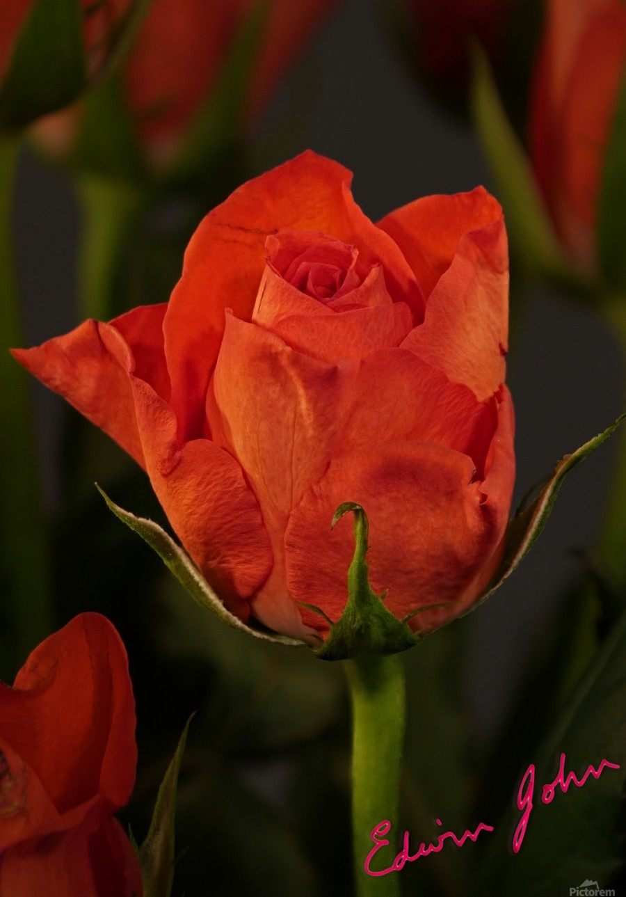 Single Dark Red Rose Edwin John by Edwin John Wall Art