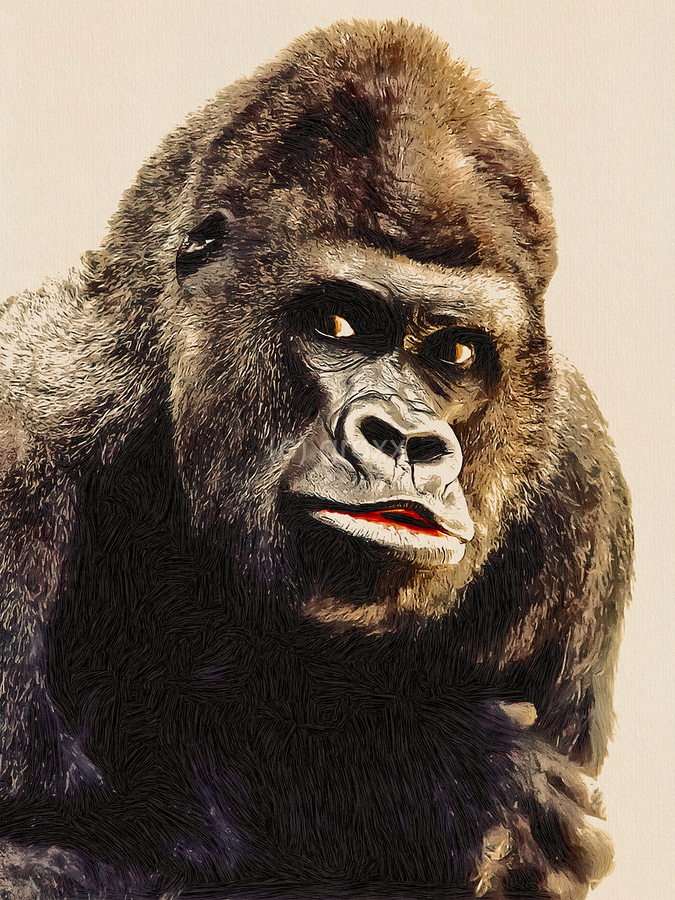 Gorilla Drawing by groxx Wall Art