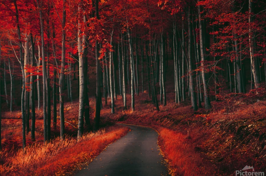 dark forest art background