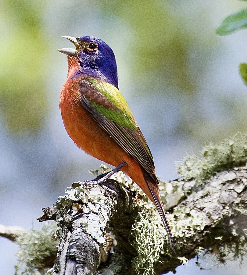 Male Painted Bunting by Terry L Fisher Wall Art