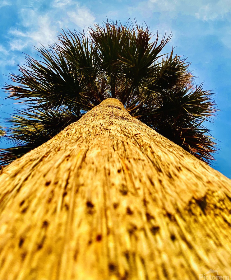 The Palm par Noah Olen