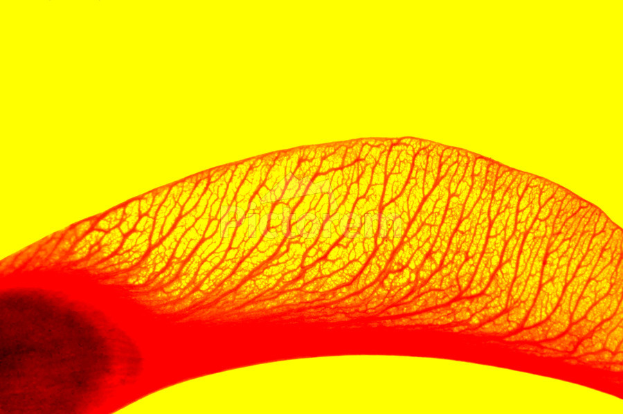 Sycamore-Red Period by FREVO Wall Art