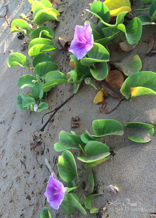 Beach Flower by Kirk Chiswell Wall Art