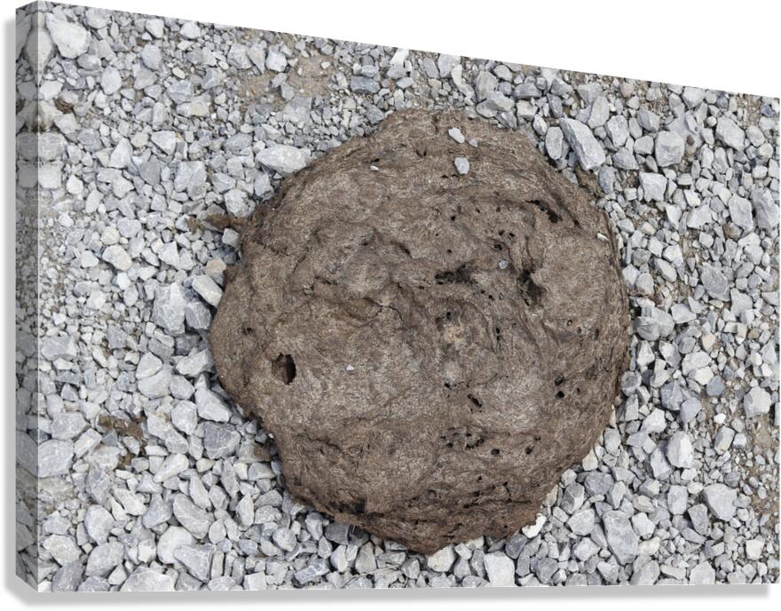 round cow dung feces on gravel road. by Ad Gr Wall Art