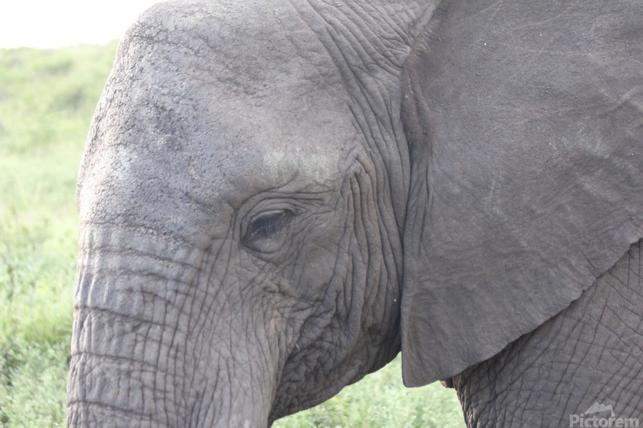 Elephant 2 par Hells Bells