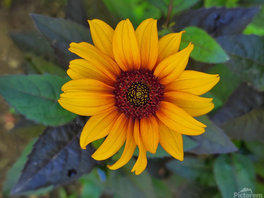 Rustic daisy flower 2 by TheStableLabel Wall Art