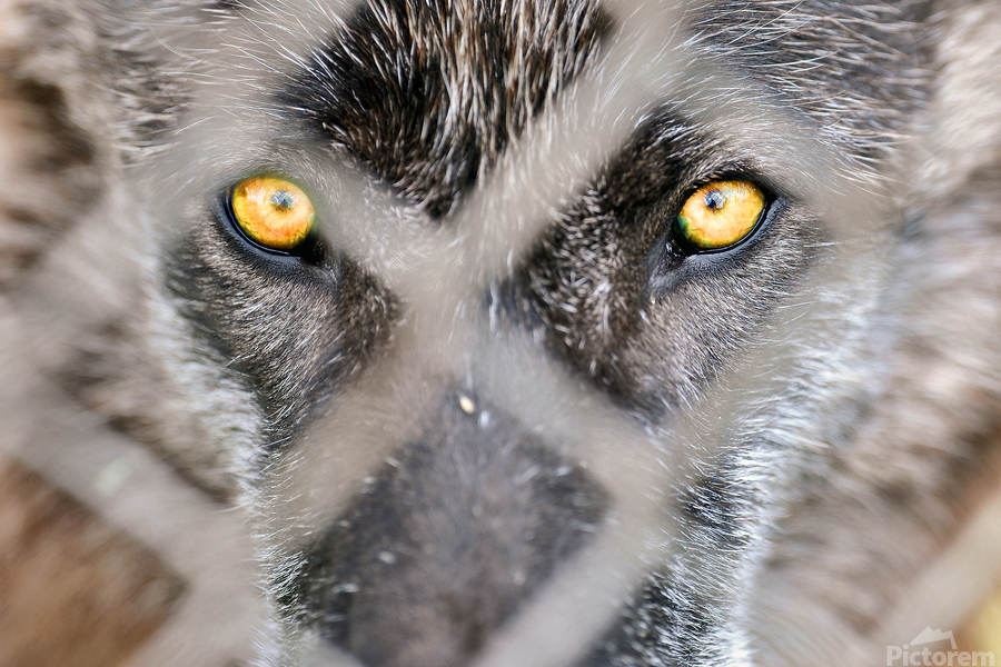 Eyes behind the fence by Daniel L Friend Wall Art
