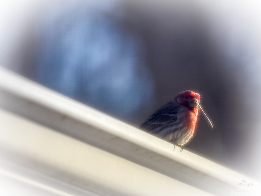 Finch by Kelly S Larson Wall Art