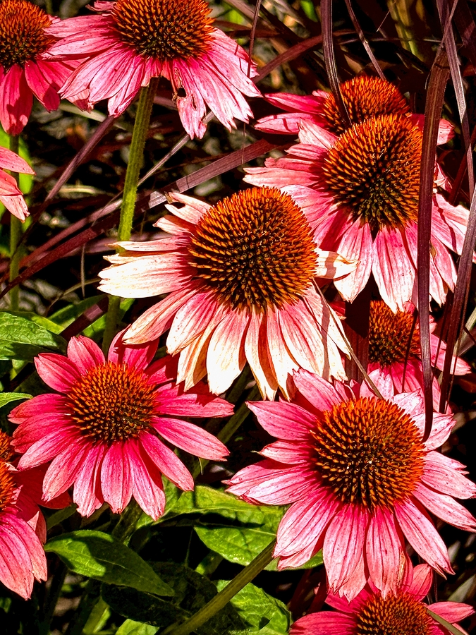 Nancys Cone Flowers by Bill Swartwout Photography Wall Art
