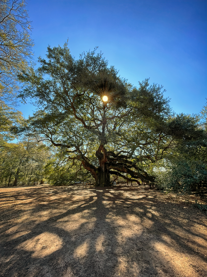 Angel Oak Tree Casting Shadows by Bill Swartwout Photography Wall Art