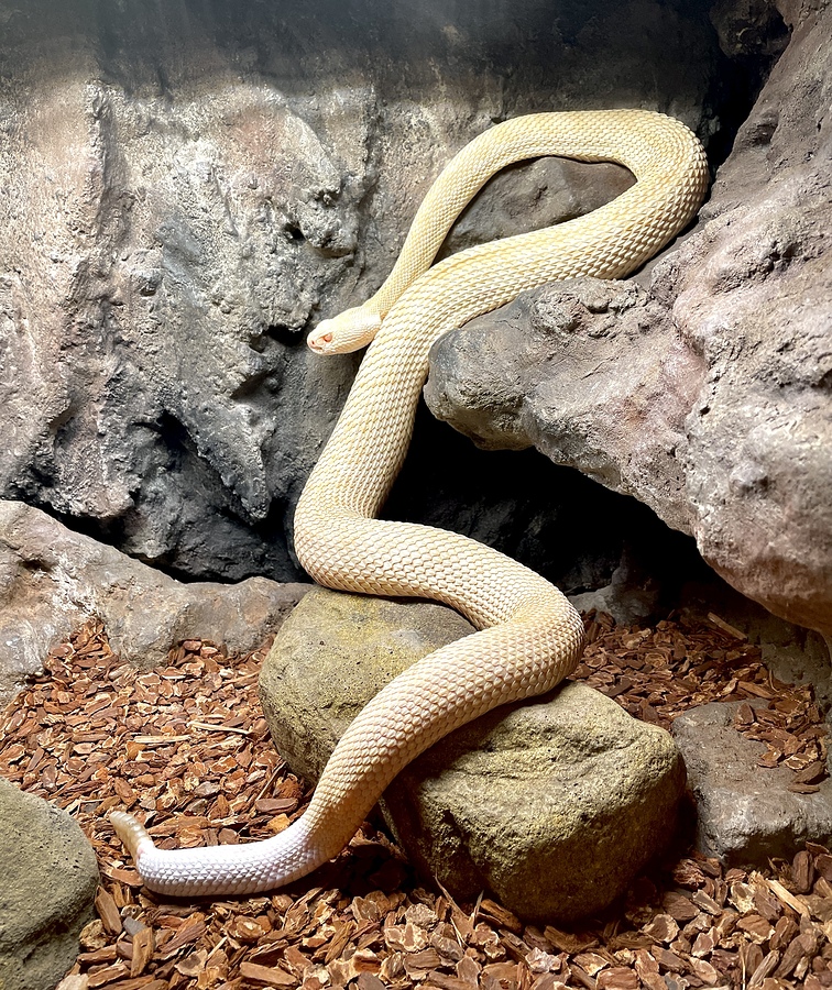 Albino Western Diamondback Rattlesnake by Bill Swartwout Photography ...