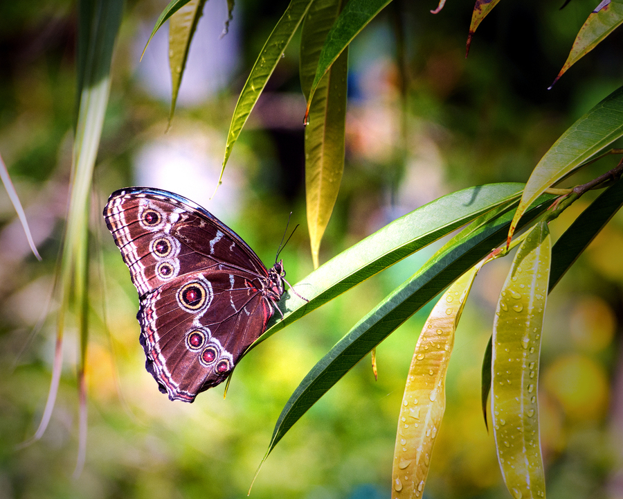 Blue Morpho Butterfly in St. Thomas by Bill Swartwout Photography Wall Art