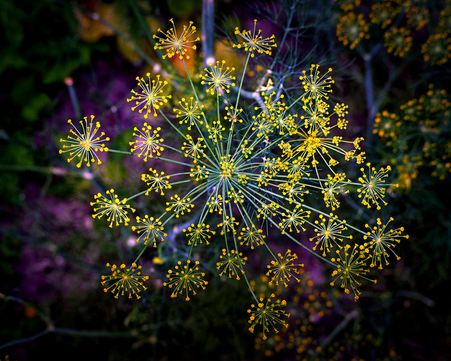 Dill Seed Pods by Bill Swartwout Photography Wall Art