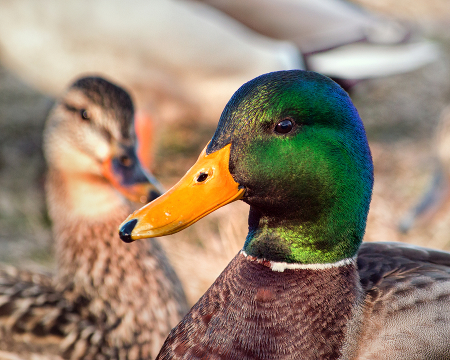 Duck Mr and Mrs Mallard by Bill Swartwout Photography Wall Art