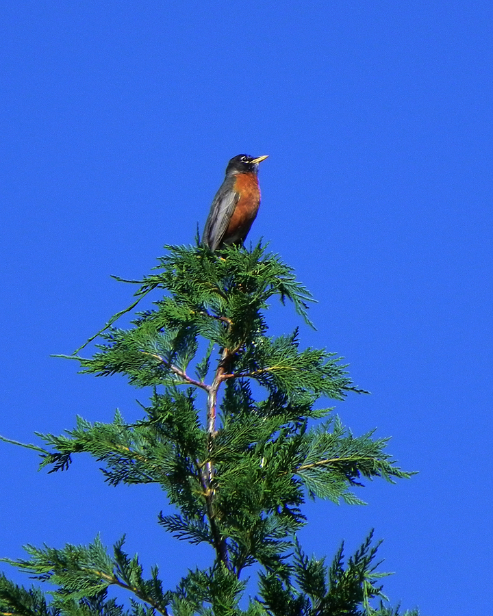 Tree Top Robin Red Breast by Bill Swartwout Photography Wall Art