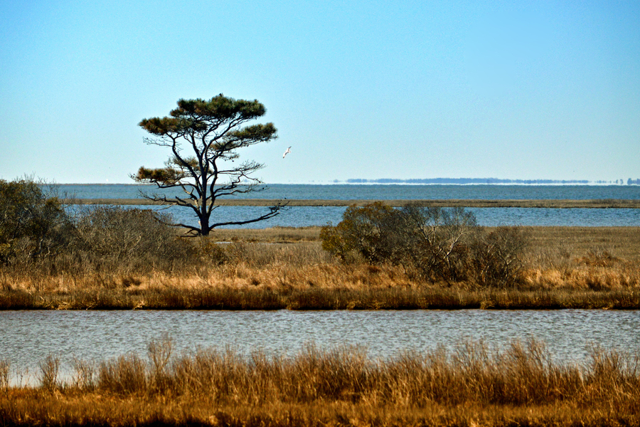 Assateague Marsh Loblolly Pine by Bill Swartwout Photography Wall Art