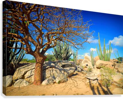 Aruba Desert Scene with Tree and Cacti by Bill Swartwout Photography ...