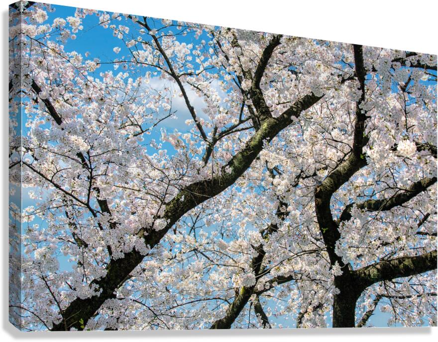 Cherry blossom tree in full bloom set against a bright blue sky. by IB ...