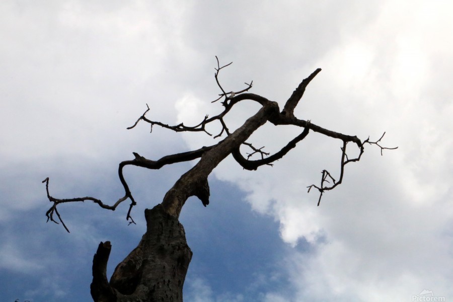 Link Tree by anartlova Wall Art