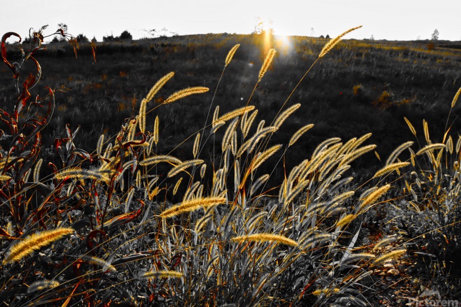 Golden Garden by Riser Pictures Wall Art