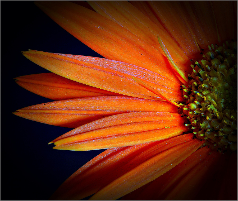 Orange Delight by Arnie Goldstein Wall Art