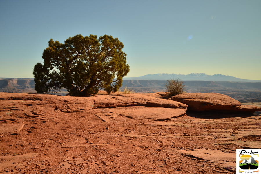 Juniper Tree At Red Sandstone Canyon by PieLar Inspirations Wall Art