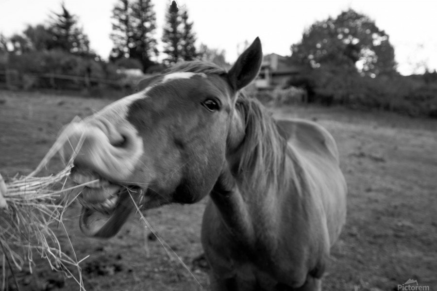 Horse by Heather Huerta Wall Art