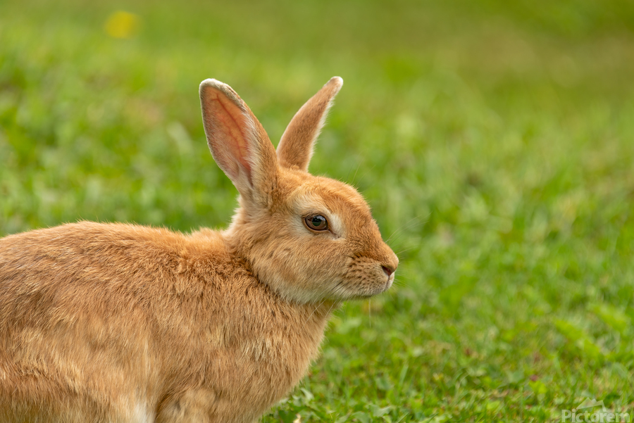 Peach rabbit in a wild on green lawn background by ImageNet Wall Art