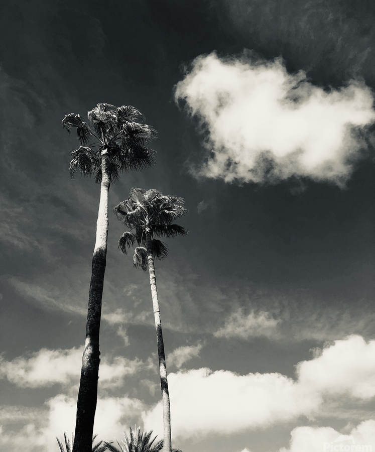 Black & White Palm Trees Florida by Darin E Hartley Photography Wall Art