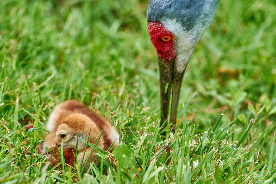 Mom and Colt by Darin E Hartley Photography Wall Art