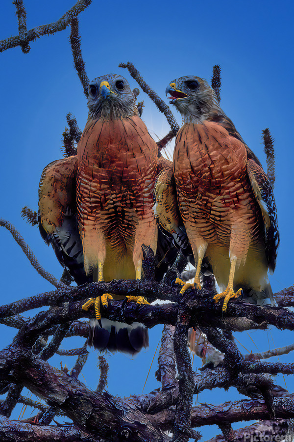 Red Shouldered Hawks by Darin E Hartley Photography Wall Art