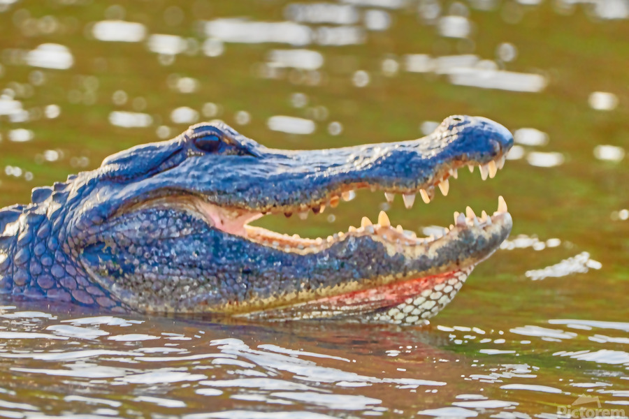 Smiling gator by Darin E Hartley Photography Wall Art