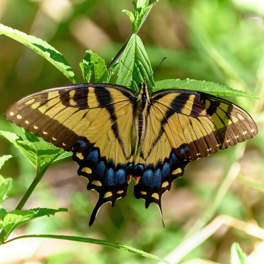 Female Tiger Swallowtail by Darin E Hartley Photography Wall Art