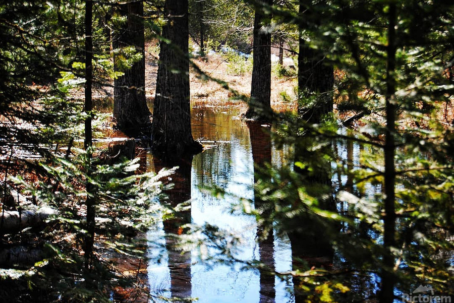 Swampy Forest by Amy Reno Wall Art