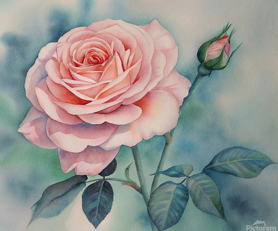 A Pink Rose in Bloom by NORASHOP Wall Art