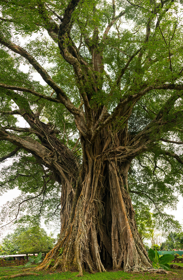 Old Century Tree of Negros Island by Bo Insogna Wall Art