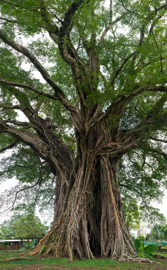 balete tree