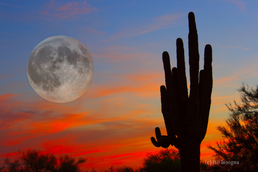 Full Moon Big Saguaro Sunset by Bo Insogna Wall Art