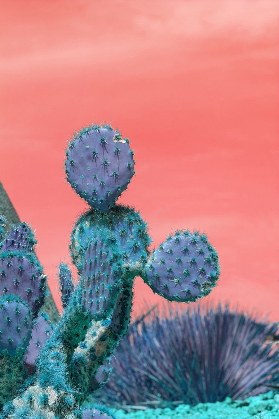 Cactus Mickey by MallorcaImages Wall Art