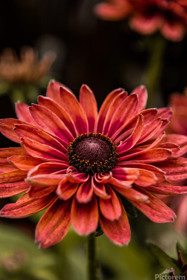 Rudbeckia : August Flame by Kelley Richens Wall Art
