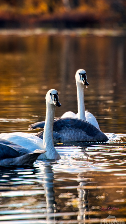 Swan Pair by Bruce Brown Wall Art