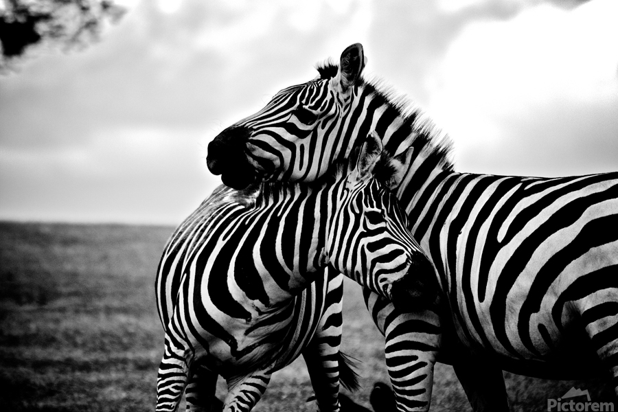 Black and White Zebra Print – African Wildlife Photography Art by ...