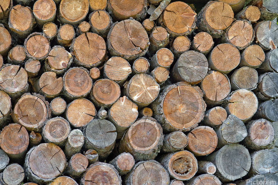 FOREST WRECKS by Sergio Cerrato Wall Art