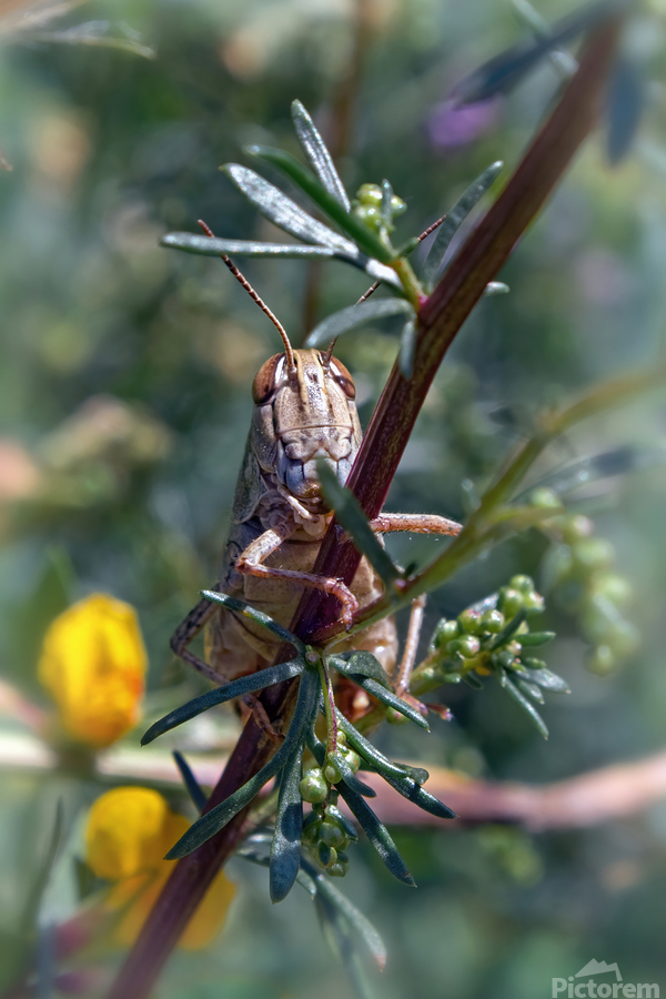 SCOURGE OF GOD by Sergio Cerrato Wall Art