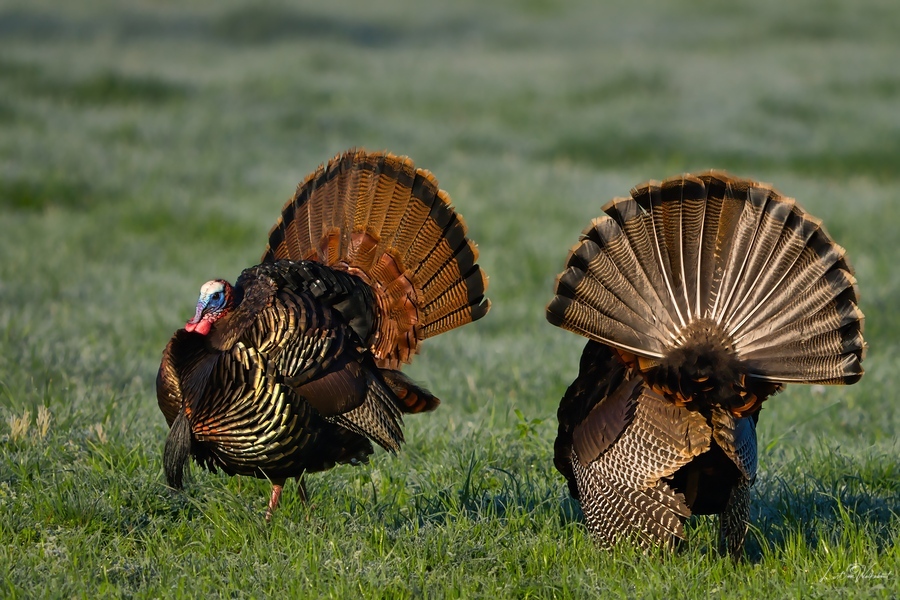 Wild Turkeys in Springtime Display by Lost on Walkabout Wall Art