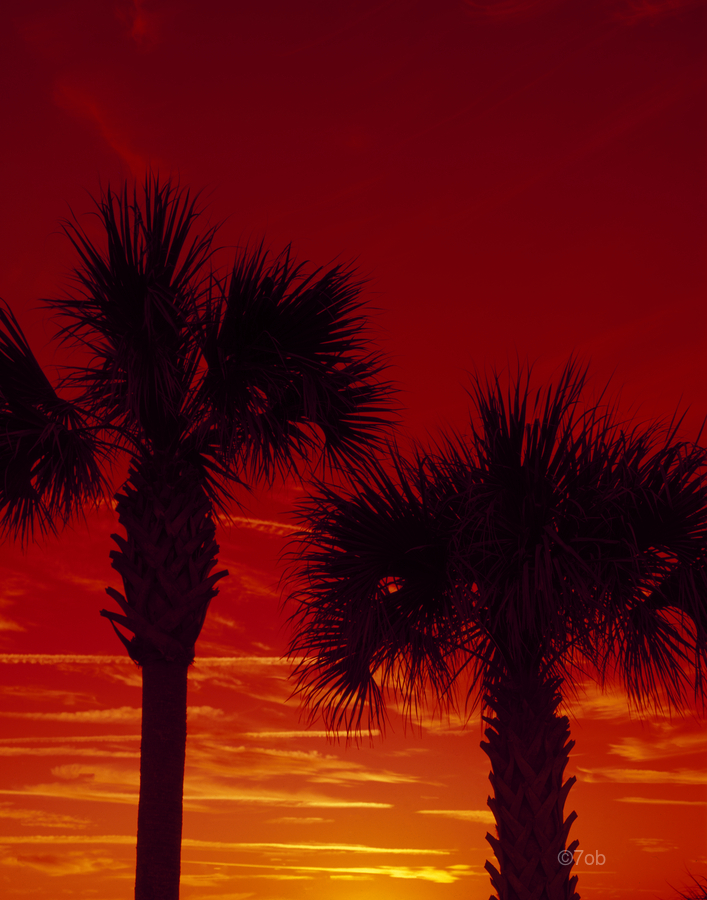 Palm trees at sunset. by 7ob Wall Art