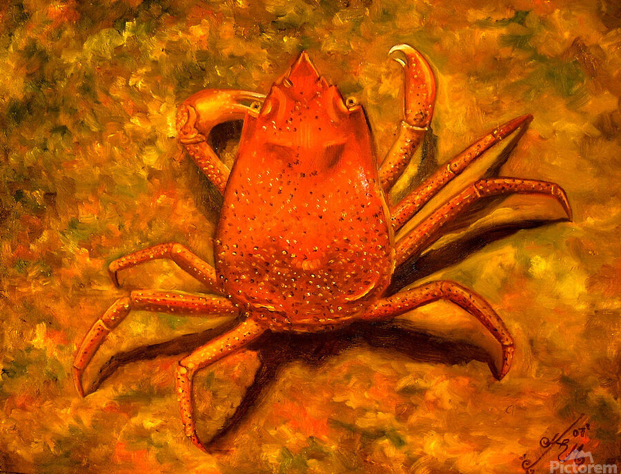 Toad Crab by Margarita Maxson Wall Art