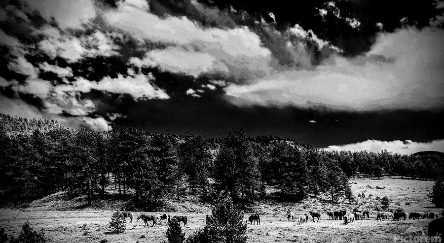 Horse Sky by Ell Cee Wall Art